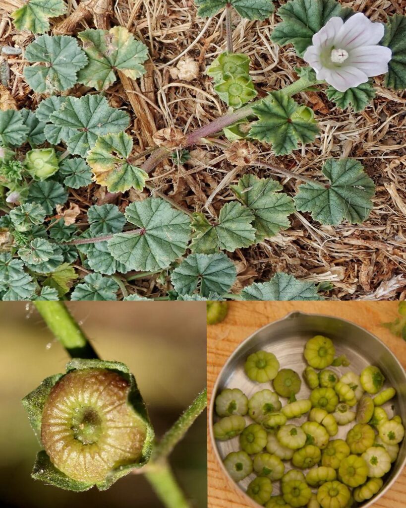 Exploring the Health and Medical Benefits of Common Mallow - Garden Joy