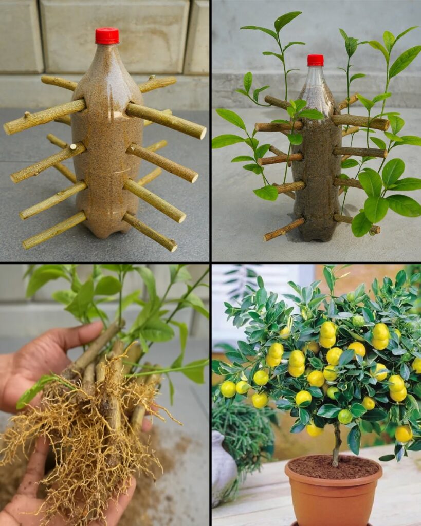 Lemon Tree Propagation: A 99% Success Method