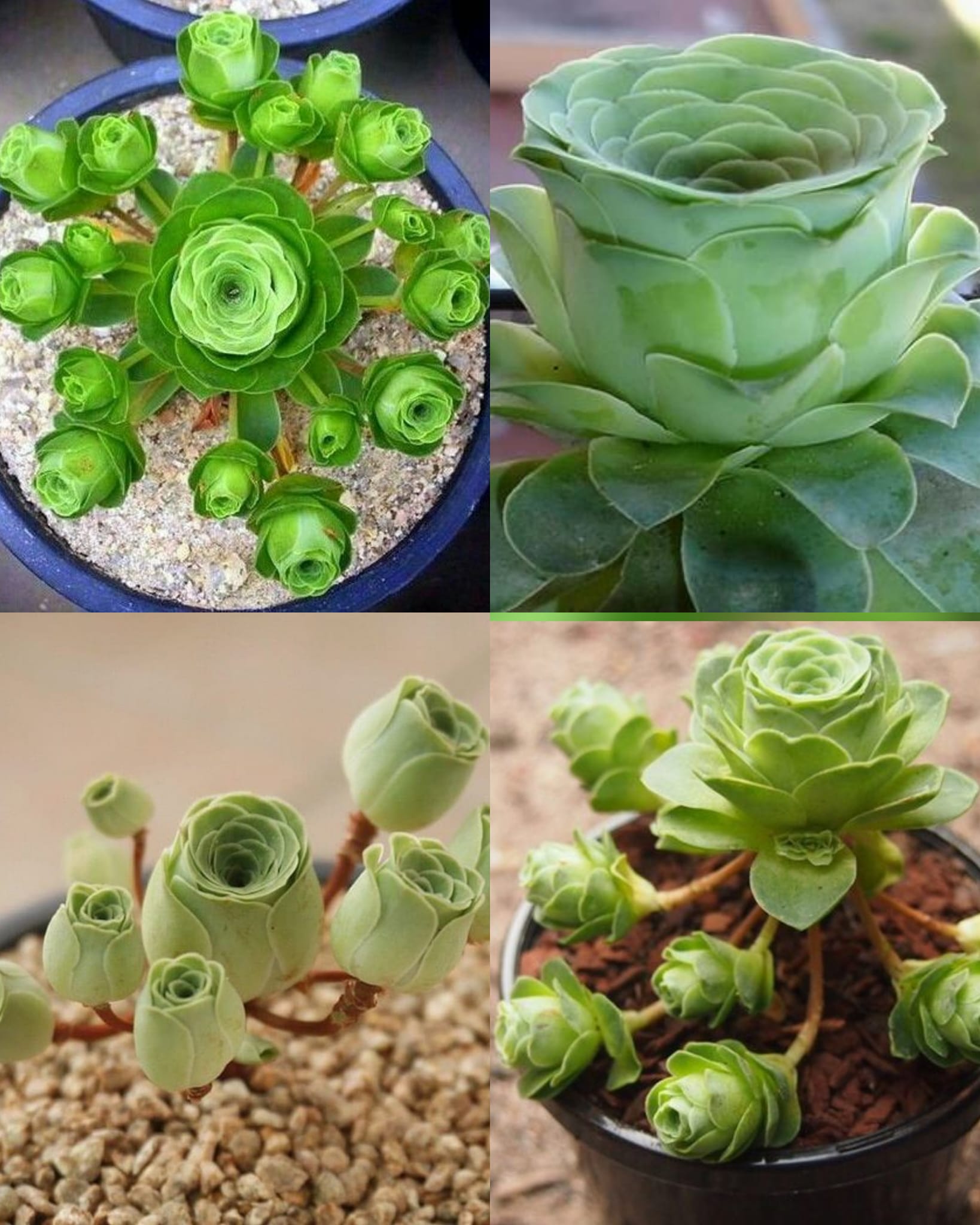 Beautiful ‘Rose Succulents’ Look Like They Came from a Fairy Tale