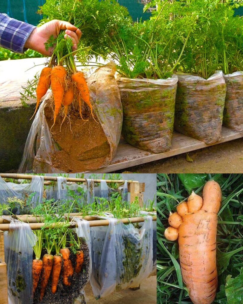 Growing Carrots at Home in Plastic Bags: A Simple and Space-Efficient ...