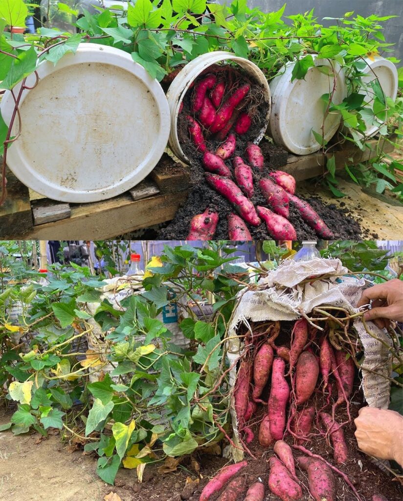 Growing Sweet Potatoes in Containers: A Beginner’s Guide to Home ...