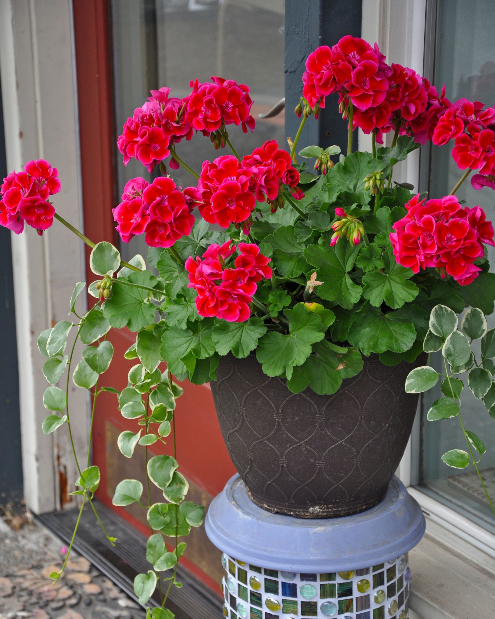 2 Ways Of Saving Geraniums In Fall And Keeping Them Alive During Winter ...