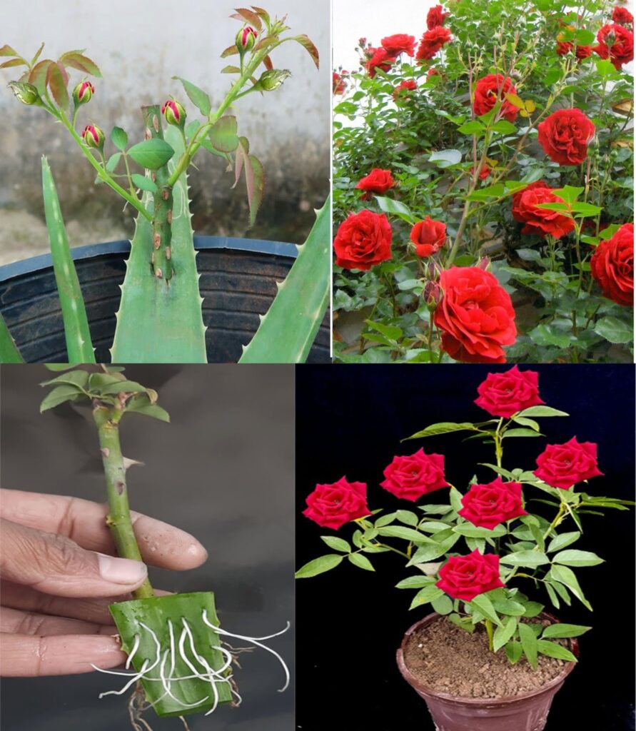 How to propagate roses with aloe vera for fast rooting | growing roses ...