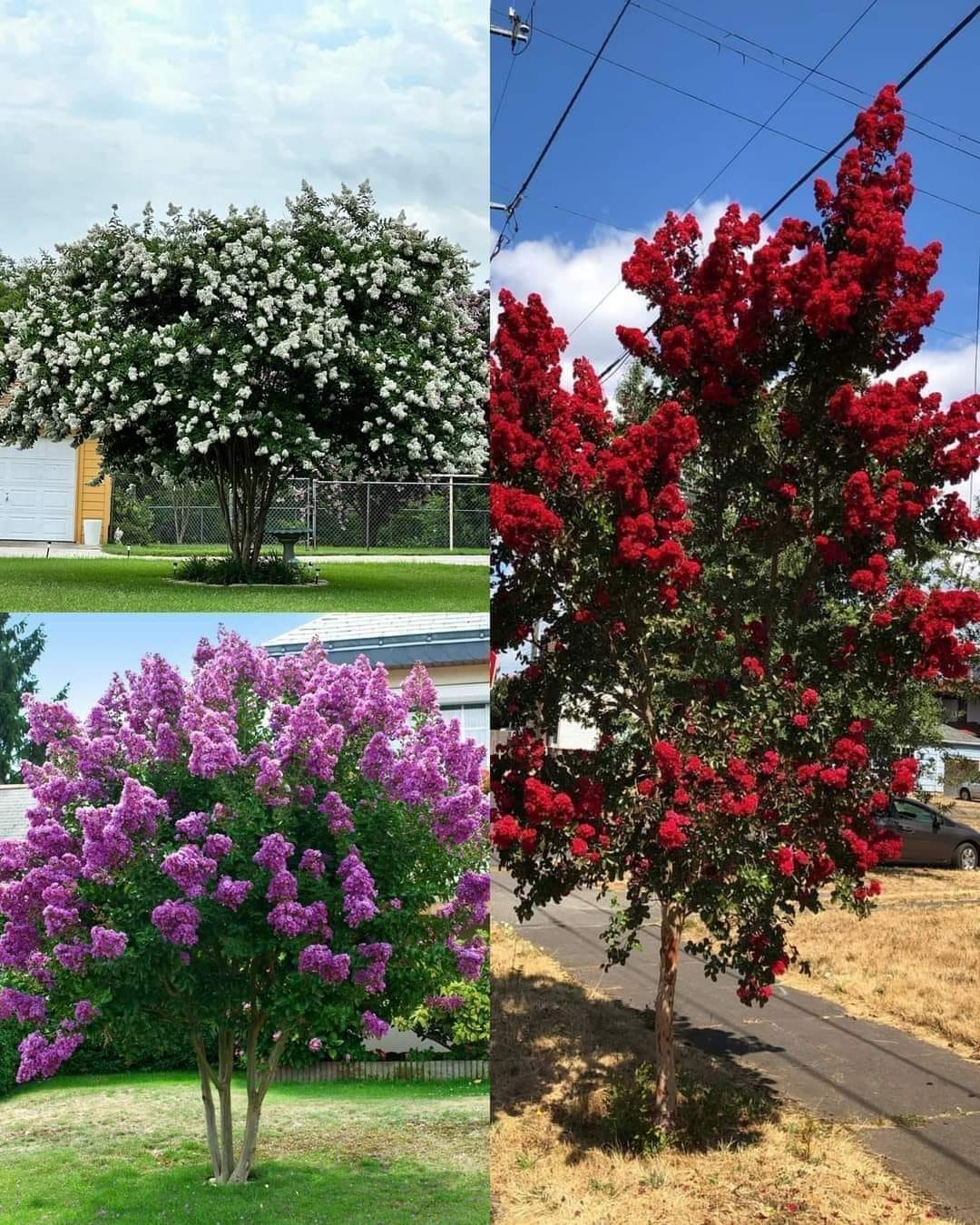 How to Grow a Crepe Myrtle Tree - Garden Joy