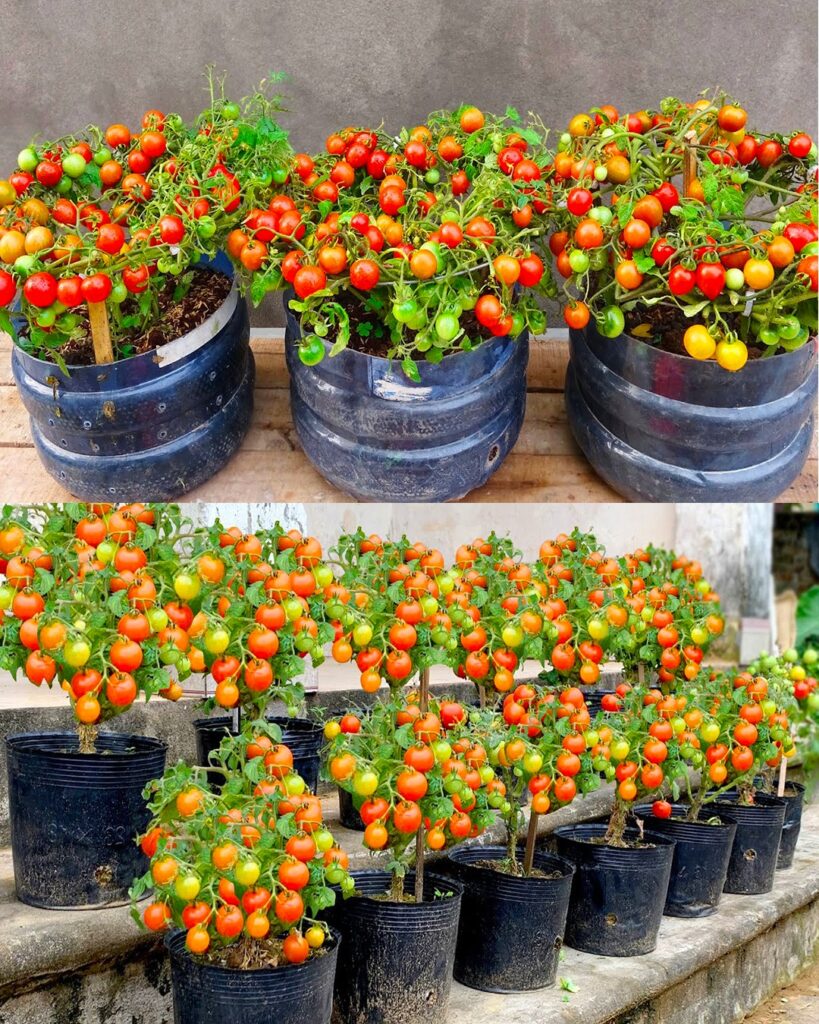 The Art and Science of Cultivating Bonsai Tomatoes at Home