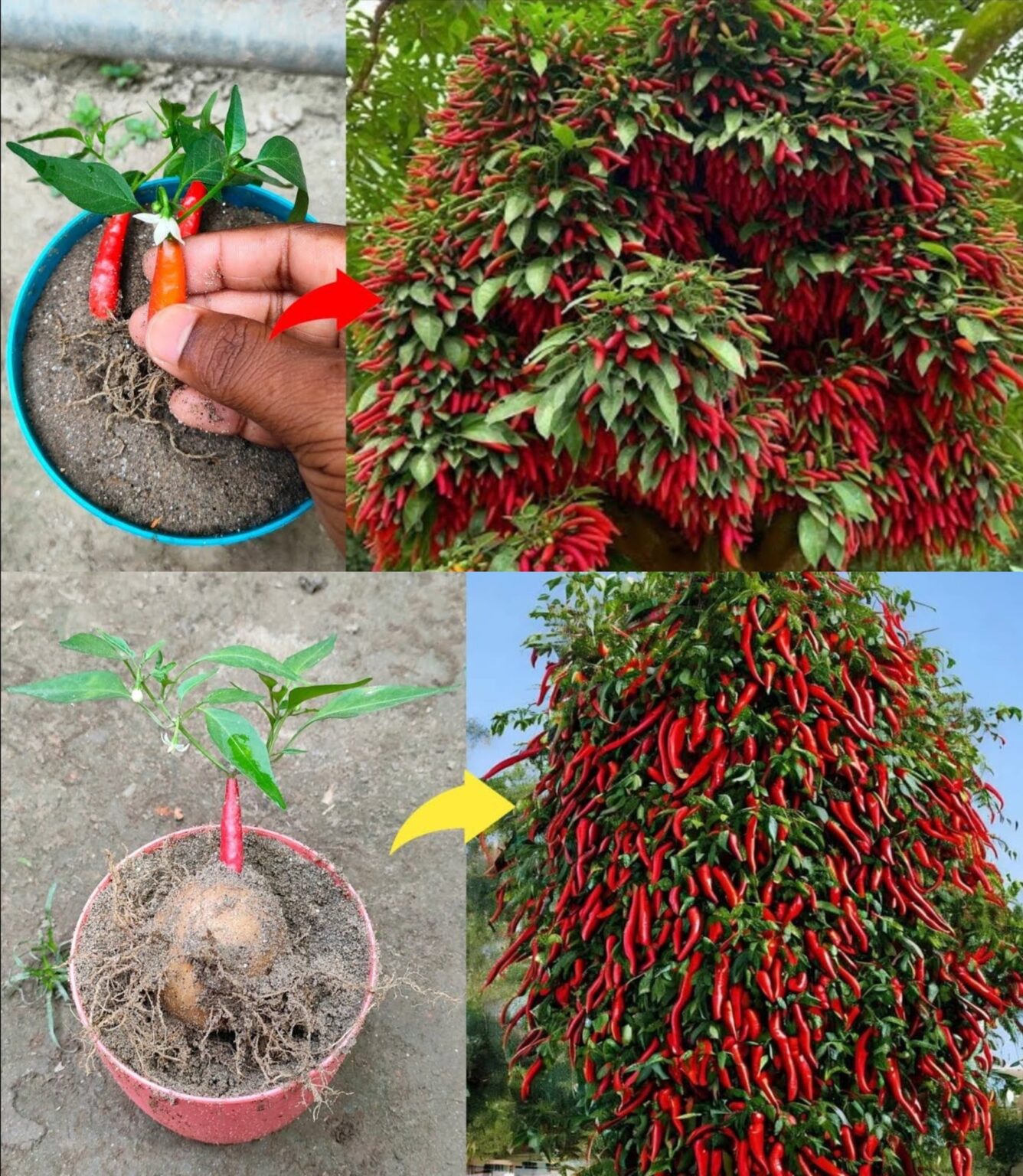 How To Grow Chilli At Home Very Simple , Every Season Has Clean Chili ...