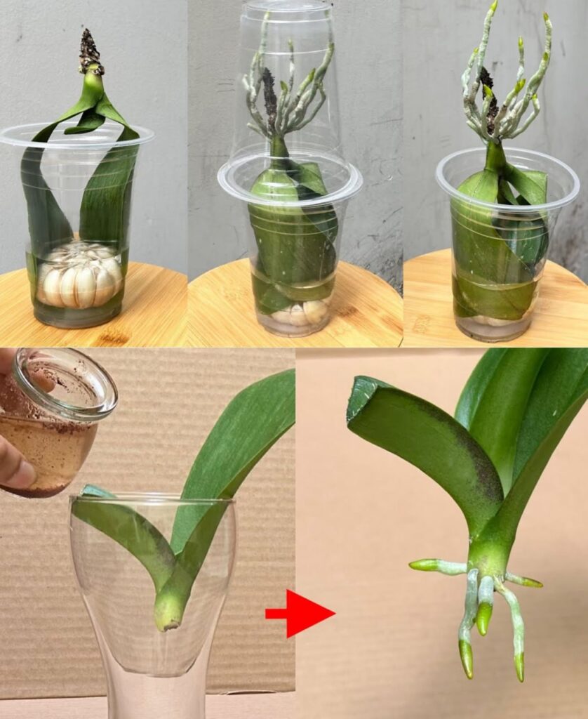 Never throw away dead orchids after watching this! Growing Rootless ...