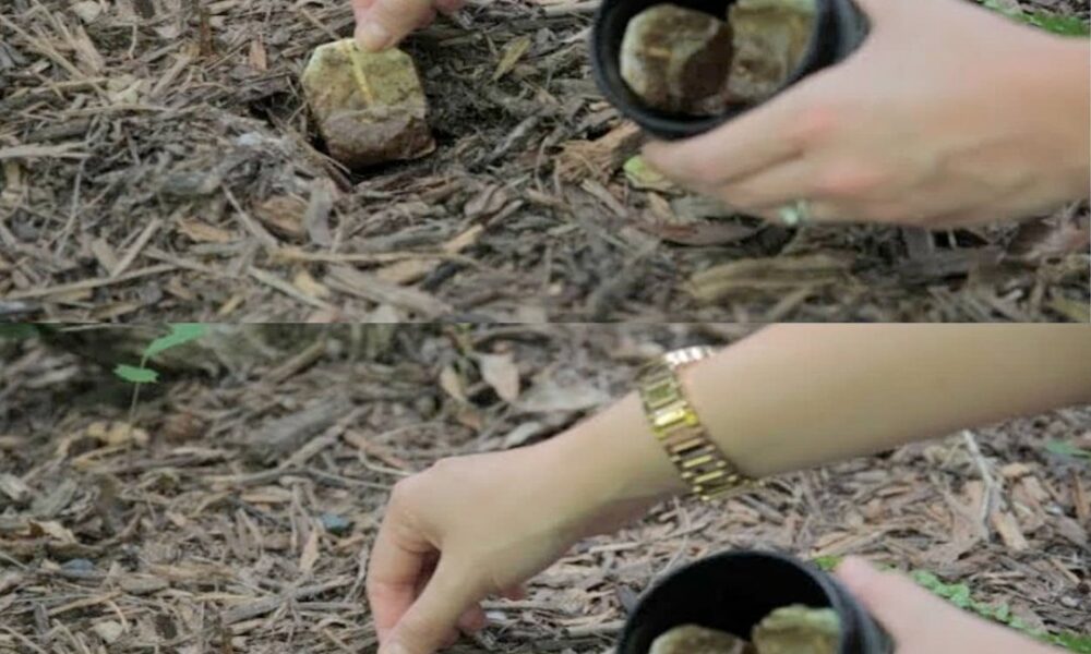 Don’t throw away your tea bags. Here are 10 reasons why you should plant them instead - Garden Joy