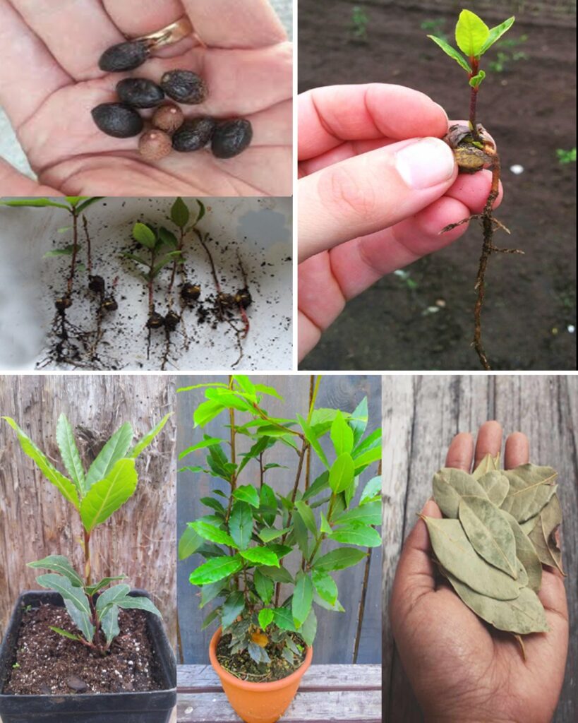 From seed to spice: Bay Leaf Tree Growing In Container - Garden Joy