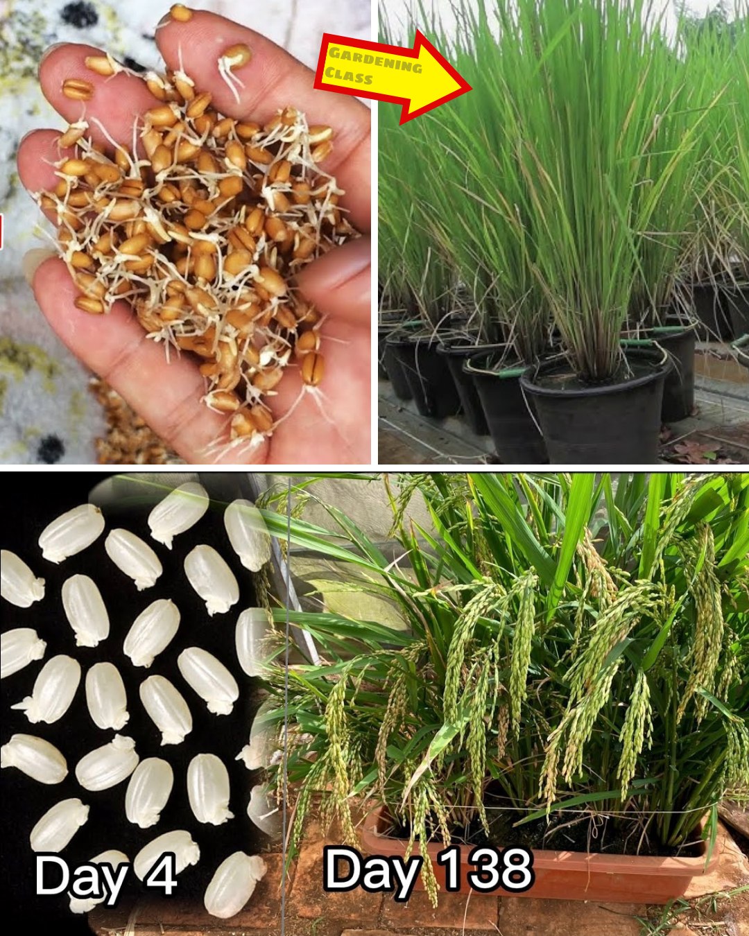 Rice DIY: Growing Your Own from Store-Bought Brown Rice in Containers ...