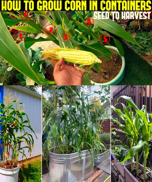 How to grow sweet corn in container from seed to harvest - Garden Joy