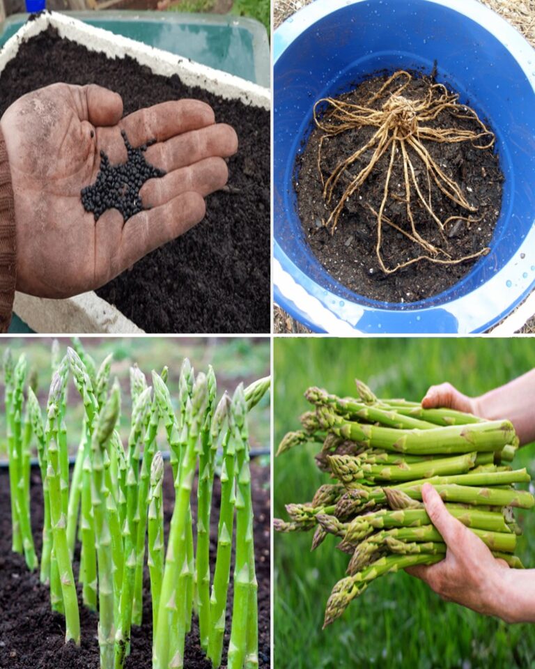 How to grow asparagus from seed at home in containers - Garden Joy