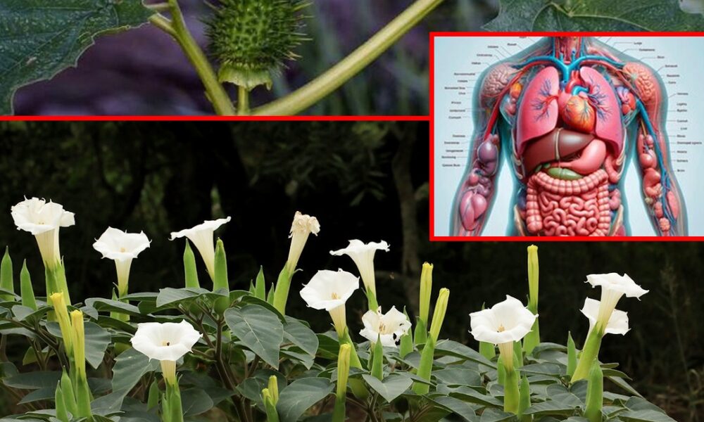 The Datura Genus: Why You Should Keep Your Distance from These Toxic Plants