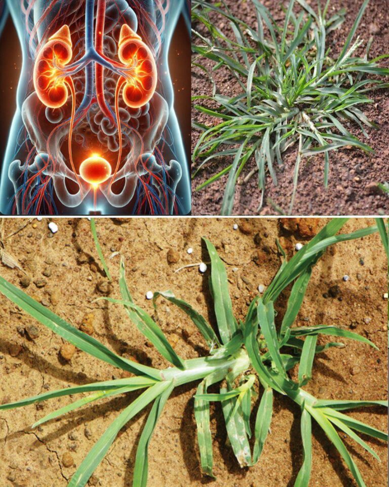 Goosegrass: Health Benefits and Uses