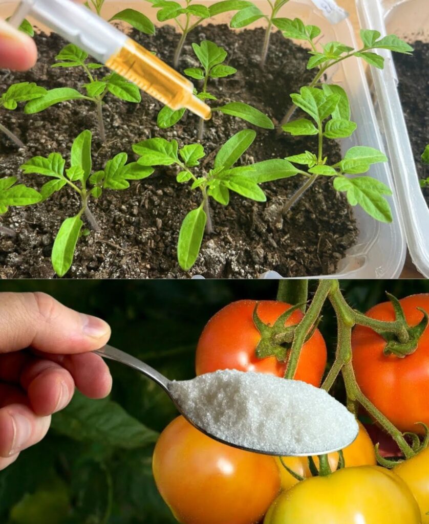 Put these 5 ingredients in the ground to grow stunning tomatoes quickly